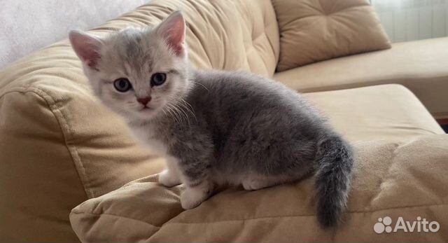 Британские котята