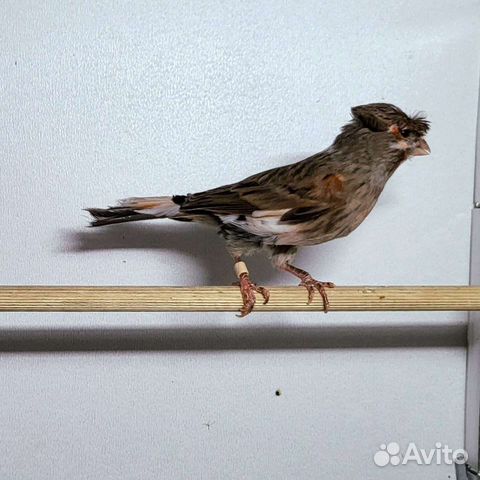 Португальский арлекин из резерва