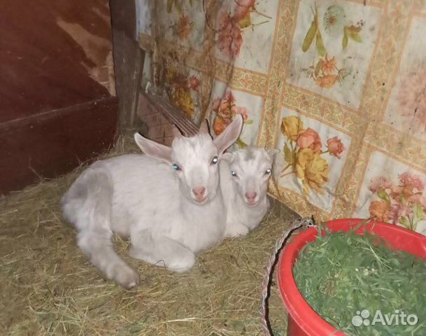 Молодые козлята