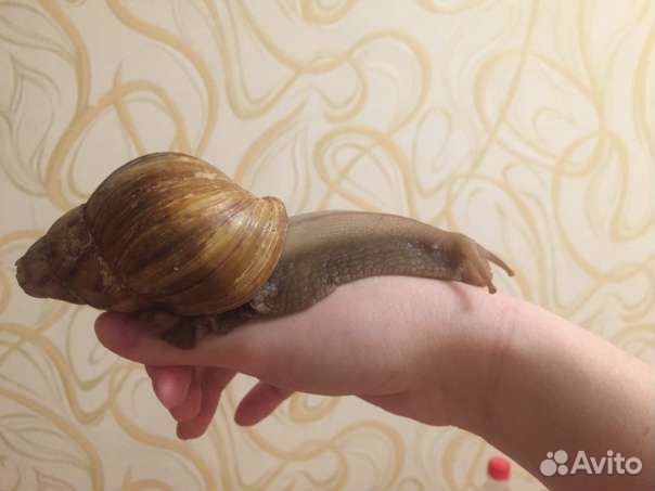 Улитки ахатины