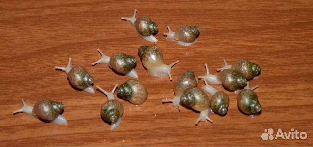 Улиточки ахатины