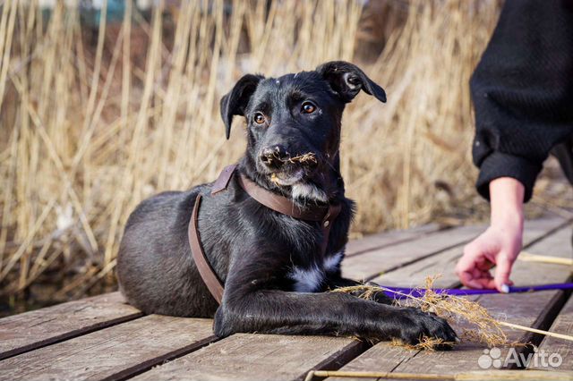 Щенок в добрые руки девочка