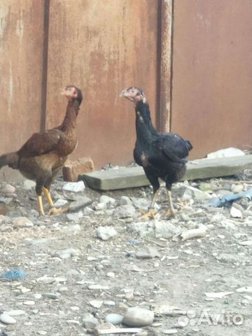 Бойцовые птицы О Шамо