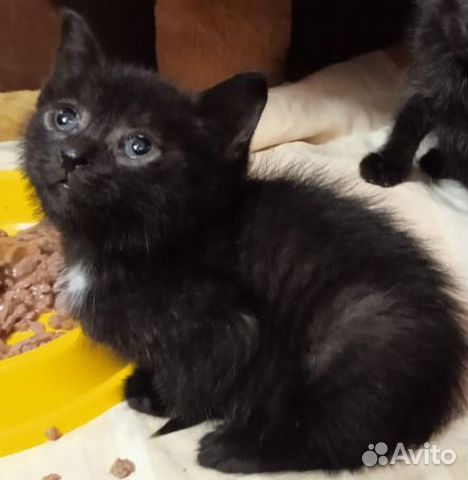 Котята из помёта Колпинские