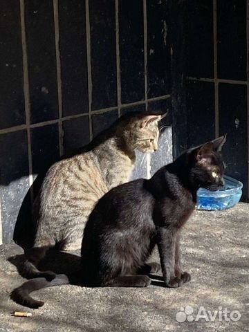 Котята пропадают на улице