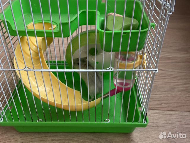 Хомяк с клеткой