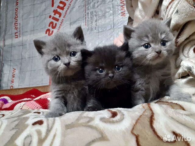 Замечательные котятки