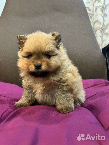 Шпице мальчики