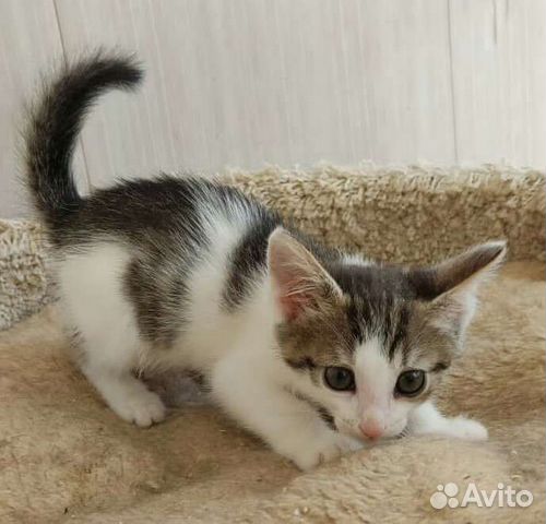 Котята в добрые руки (2 мальчика и 2 девочки)