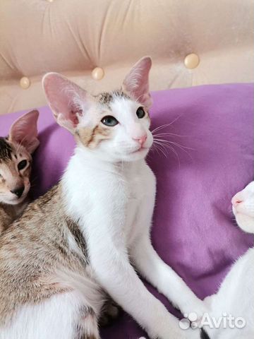 Ориентальная