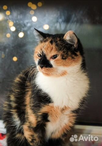 Трехцветная кошечка ищет свою семью