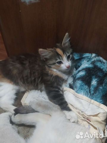 Котёнок от монастырской кошки