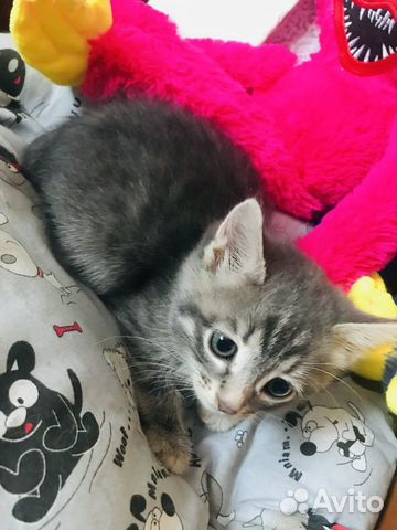 Кошка