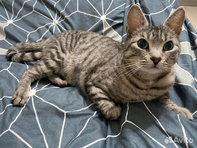 Котик в добрые руки