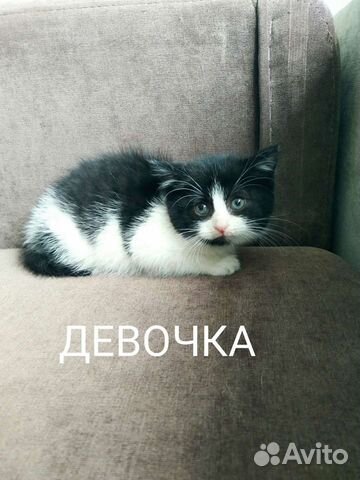 Котёнок Маркиза
