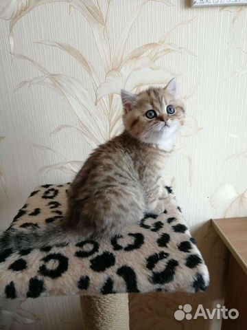 Британские котята короткошерстной золотой шиншиллы