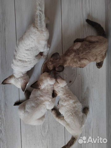 Гиппоаллергенные малыши-кудряши