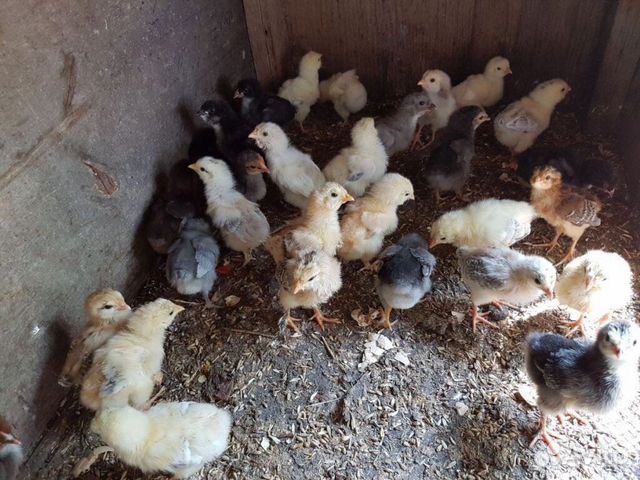 Цыплята домашних кур двухнедельные