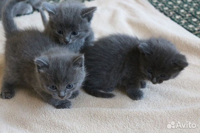 Отдам в хорошие руки котенка