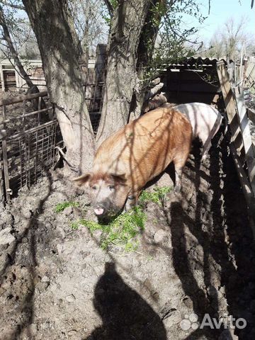 Кабан,2матки с тремя ягнятами