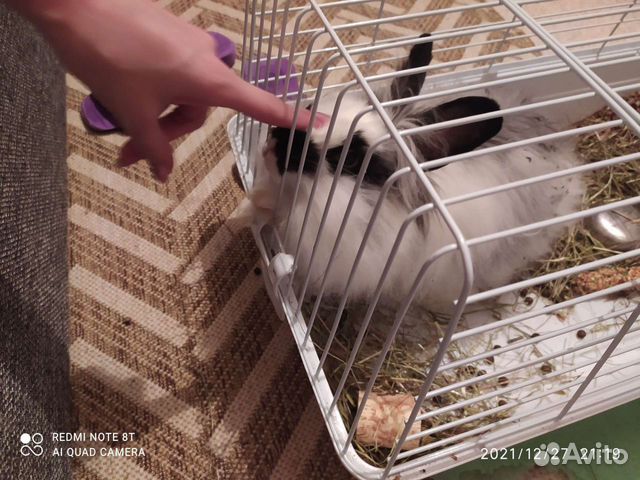 Декоративный кролик (самка)