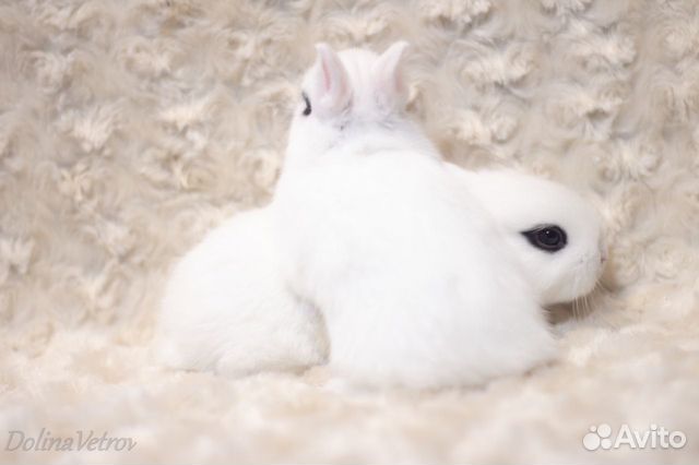 Крольчата хототы карлики, родители импорт Германия