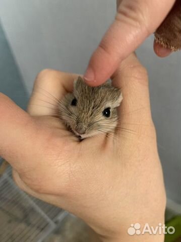 Песчанки с клеткой