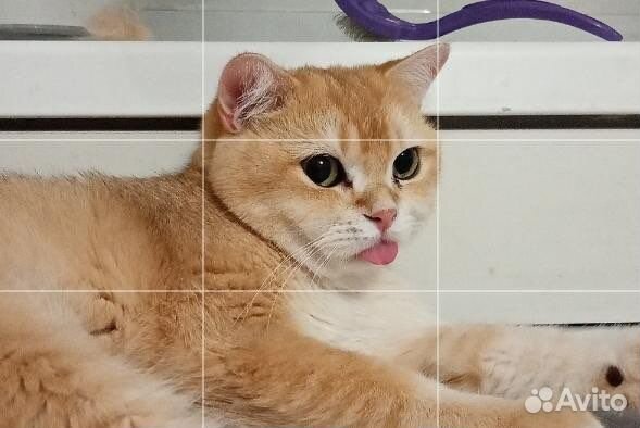 Кот золотая шиншила