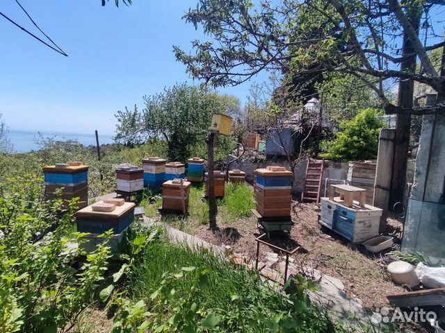 Ульи с пчелами