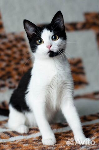 Две нежные трогательные черно-белые девочки в дом