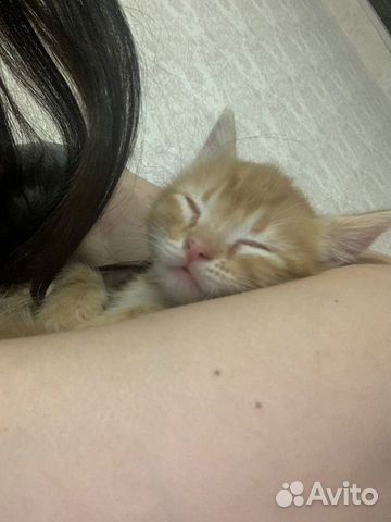 Котята в добрые руки бесплатно