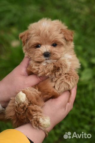 Мальтипу мини