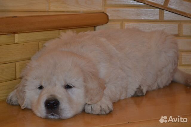 Мальчик ретривер