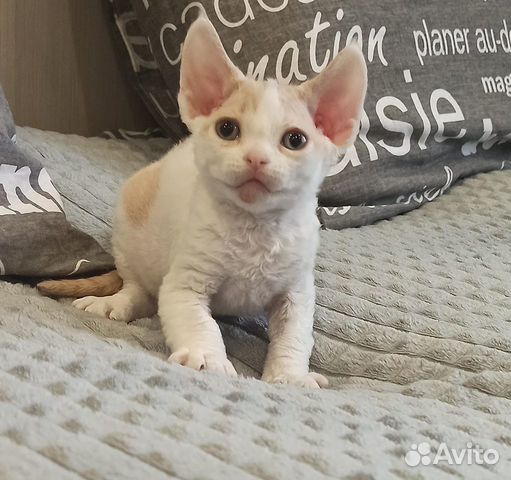 Сказочный эльф в Вашем доме