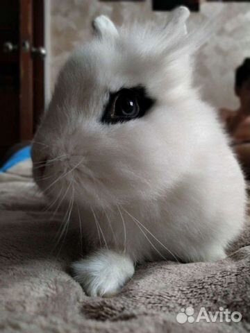 Кролик для вязки