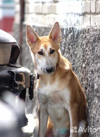 Пёс Лис ищет хозяина. Отдадим в хорошие руки