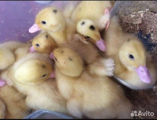 Утята Муларды