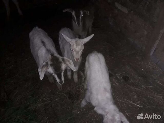 Зааненская коза