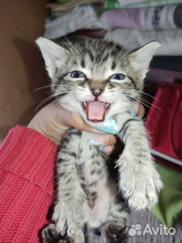 Британский котёнок мальчик