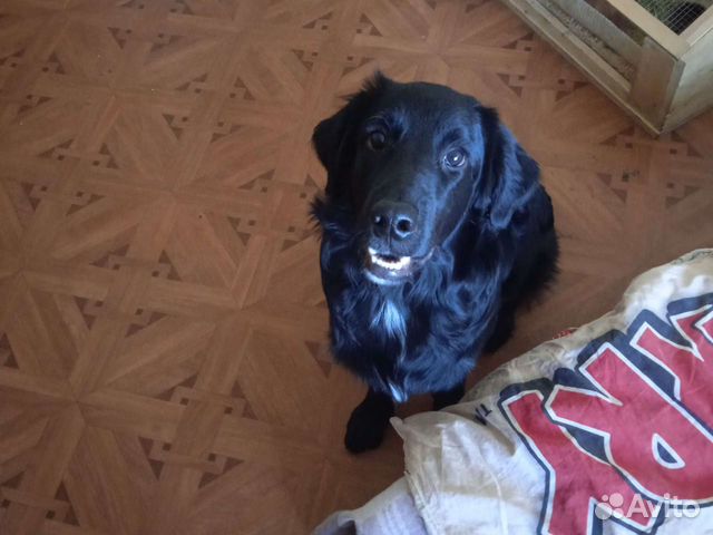 Лабрадор смесь с Колли