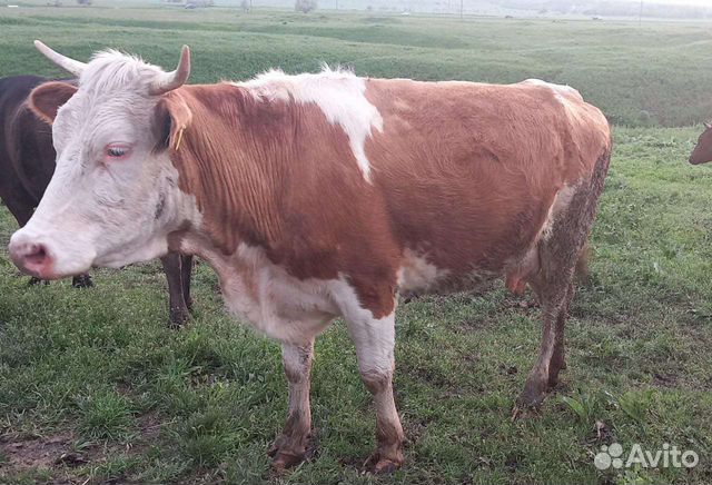 Продам корову