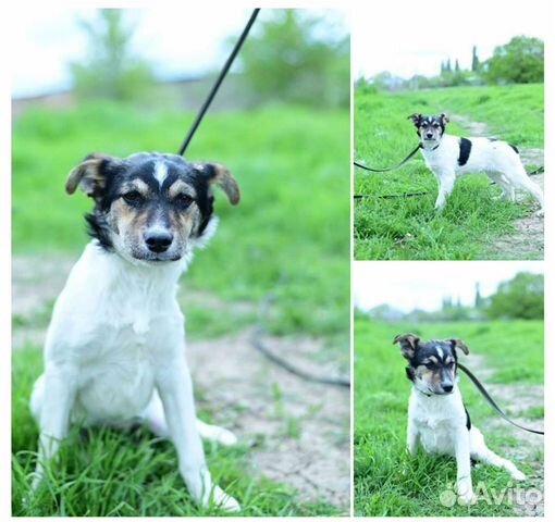 Собака девочка ищет дом