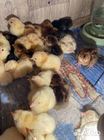 Цыплята