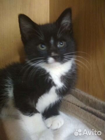 Котенок Марк в добрые руки