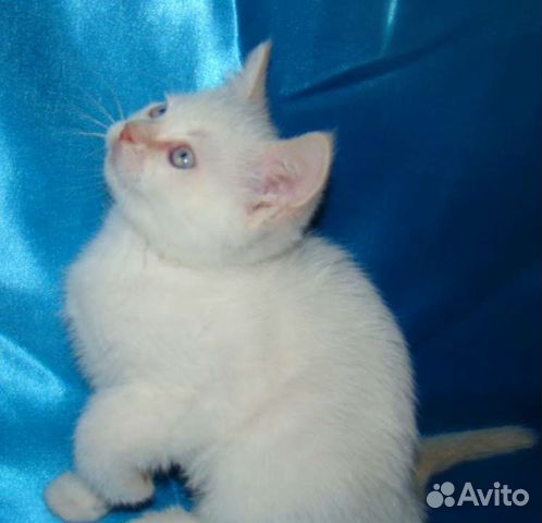 Лунный кот