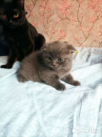 Шотландская