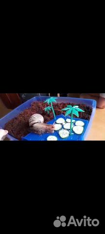 Африканская улиточка