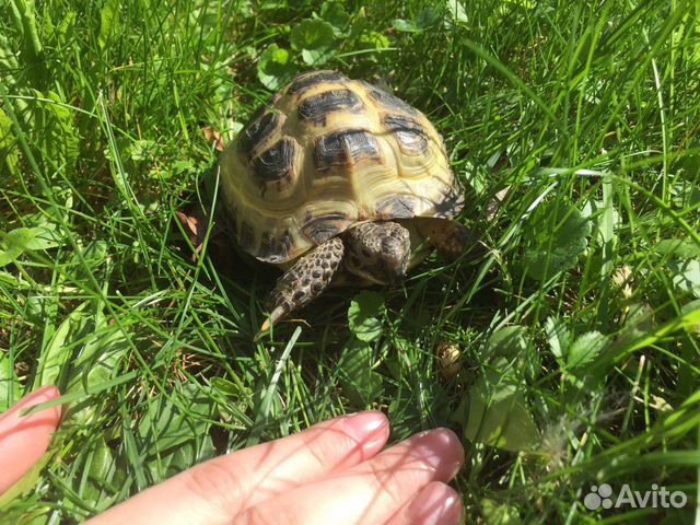 Черепаха сухопутная москва