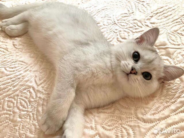 Британская шиншилла