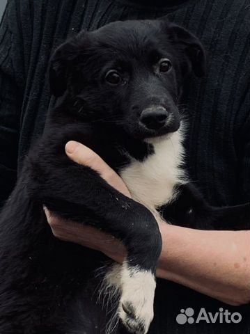 Щеночки в добрые руки